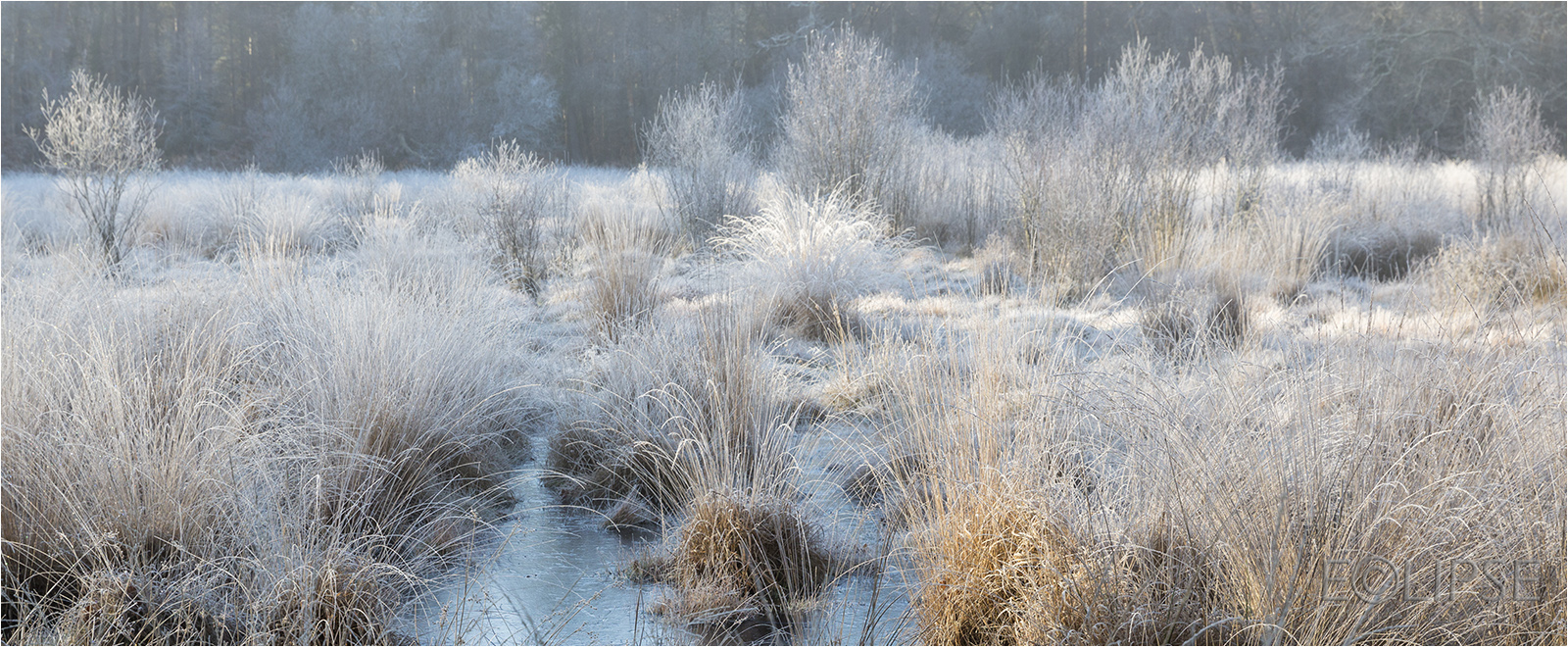 Frozen Marsh