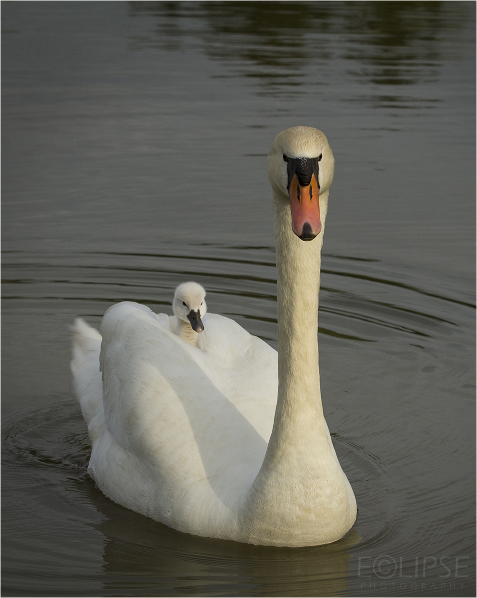 Piggy Back